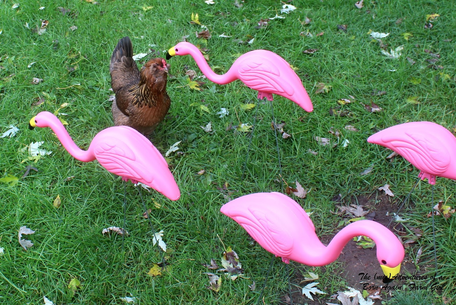 Easy DIY Vultures! - The (mis)Adventures of a Homesteadin' Mama