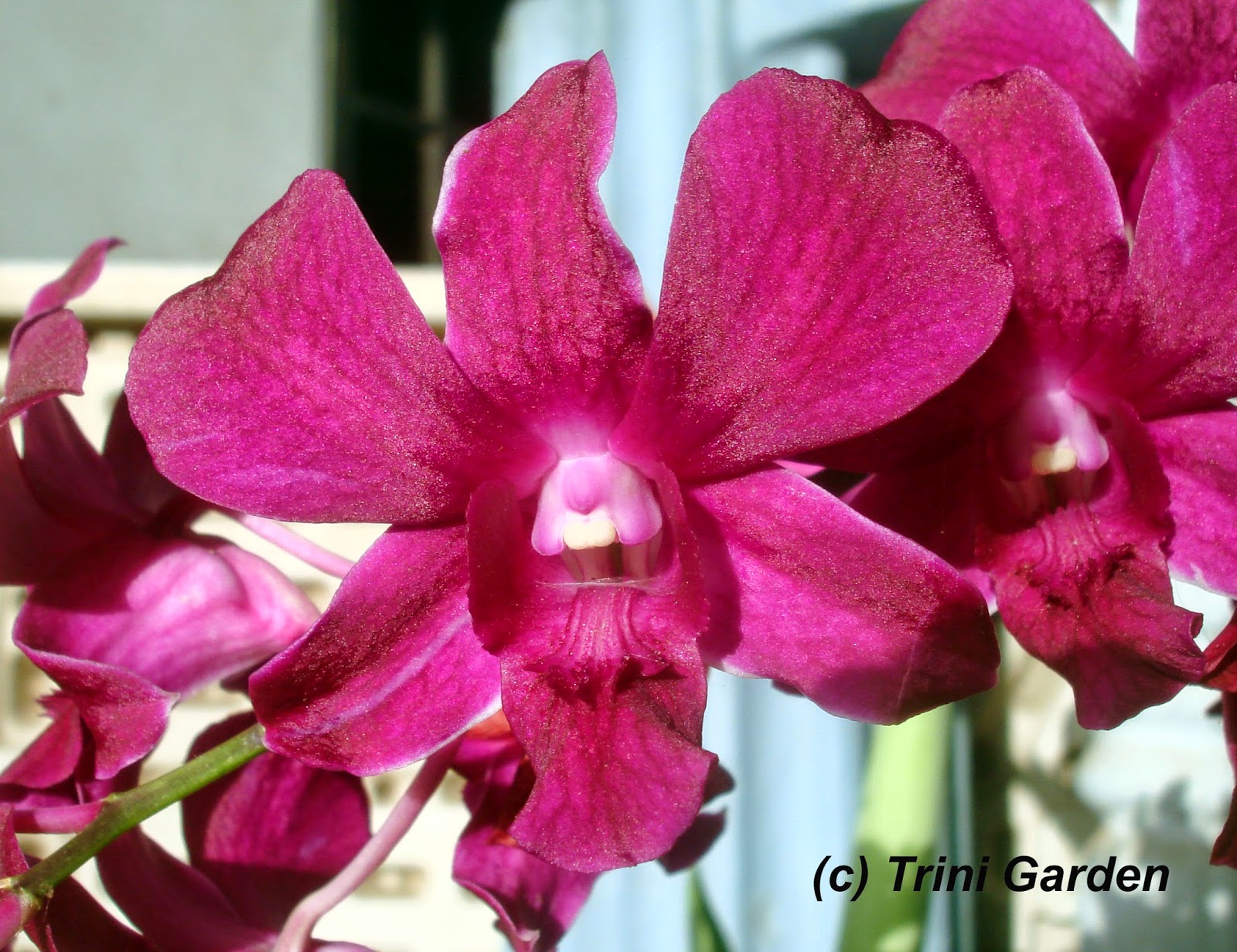 Trini Garden: Garden Bloggers' Bloom Day - May 2014