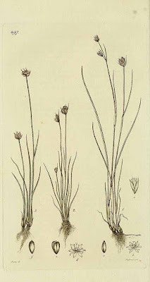 Всё о бегониях и не только...: Ситник стигийский / Ситник грязноводный ...