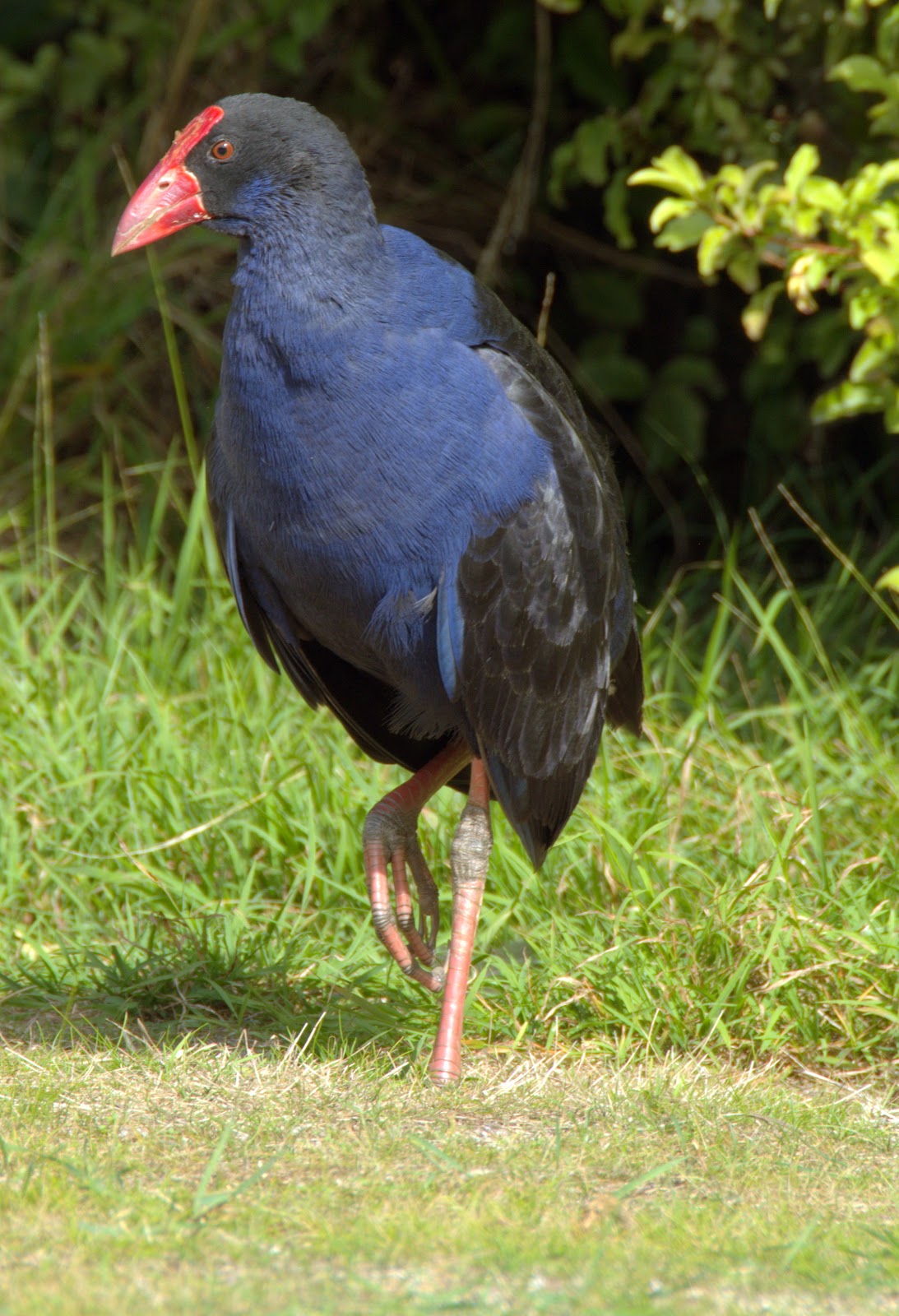 Pukeko