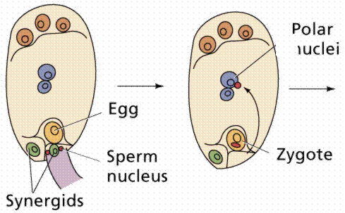 Straining Forward: AP Bio: Double Fertilization