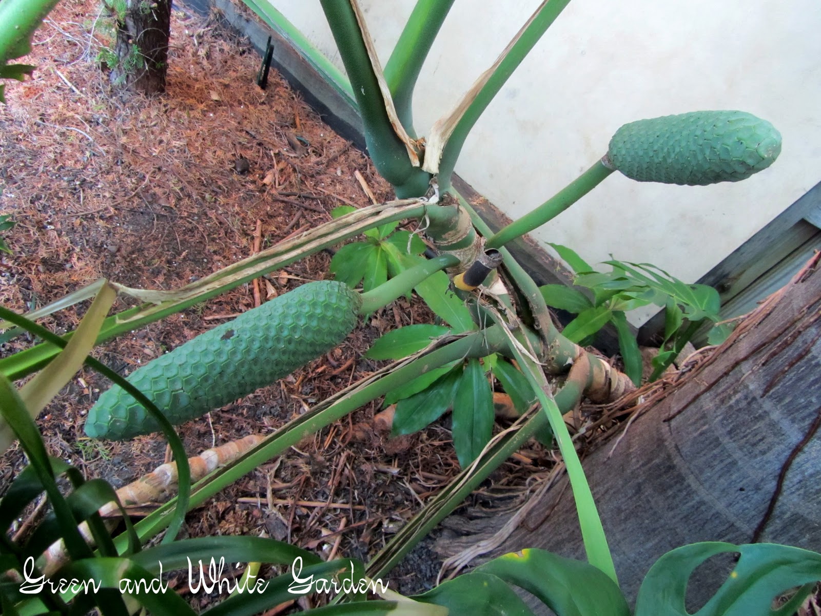 green and white garden: Delicious monster!