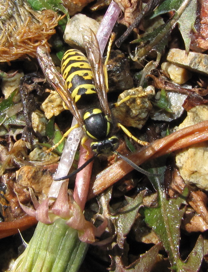 Bug Eric: Wasp Wednesday: Prairie Yellowjacket