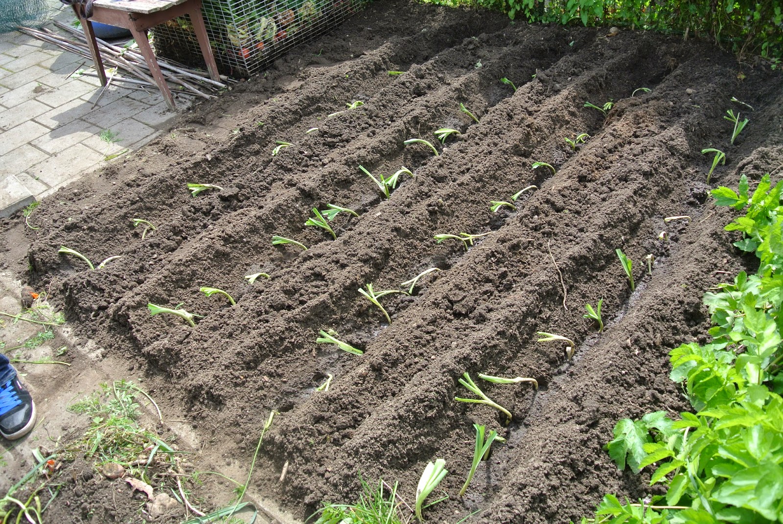 M i j m e r i n g e n . . .: Mijmering 124 prei poten en balans opmaken.