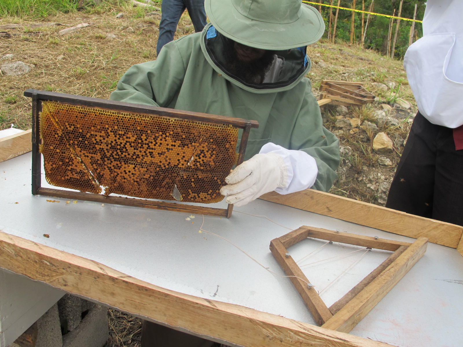 Brown's Downtown Bees: Jamaica Beek