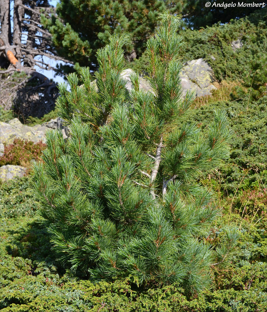 Pinus cembra - Arolla Pine care and cultivation | Travaldo's blog