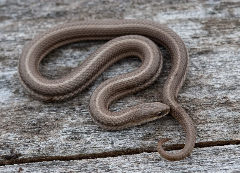 Life is short, but snakes are long: What the State Snakes Should Be: Part I