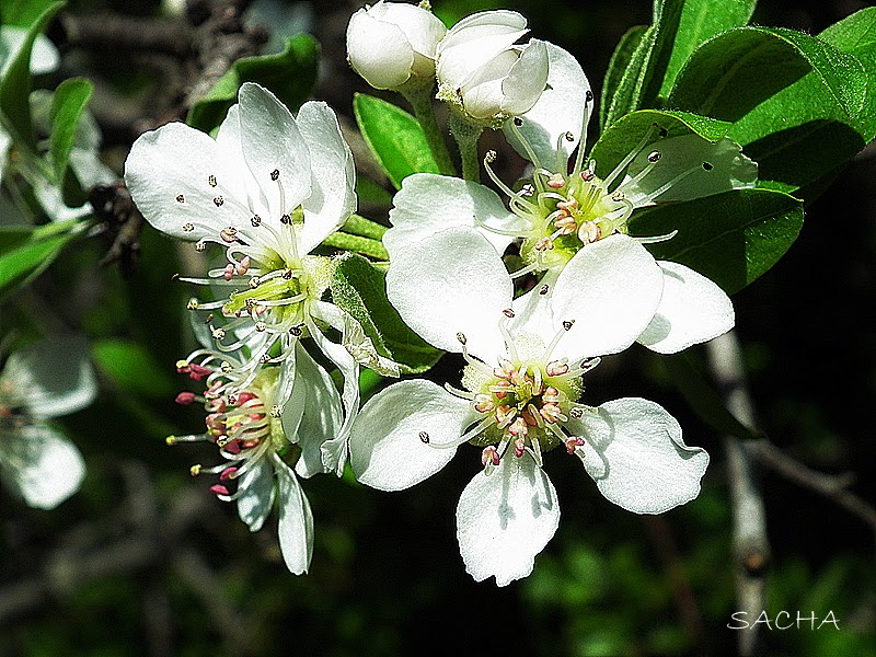 Un jour....Une photo !: Fleurs de garrigue