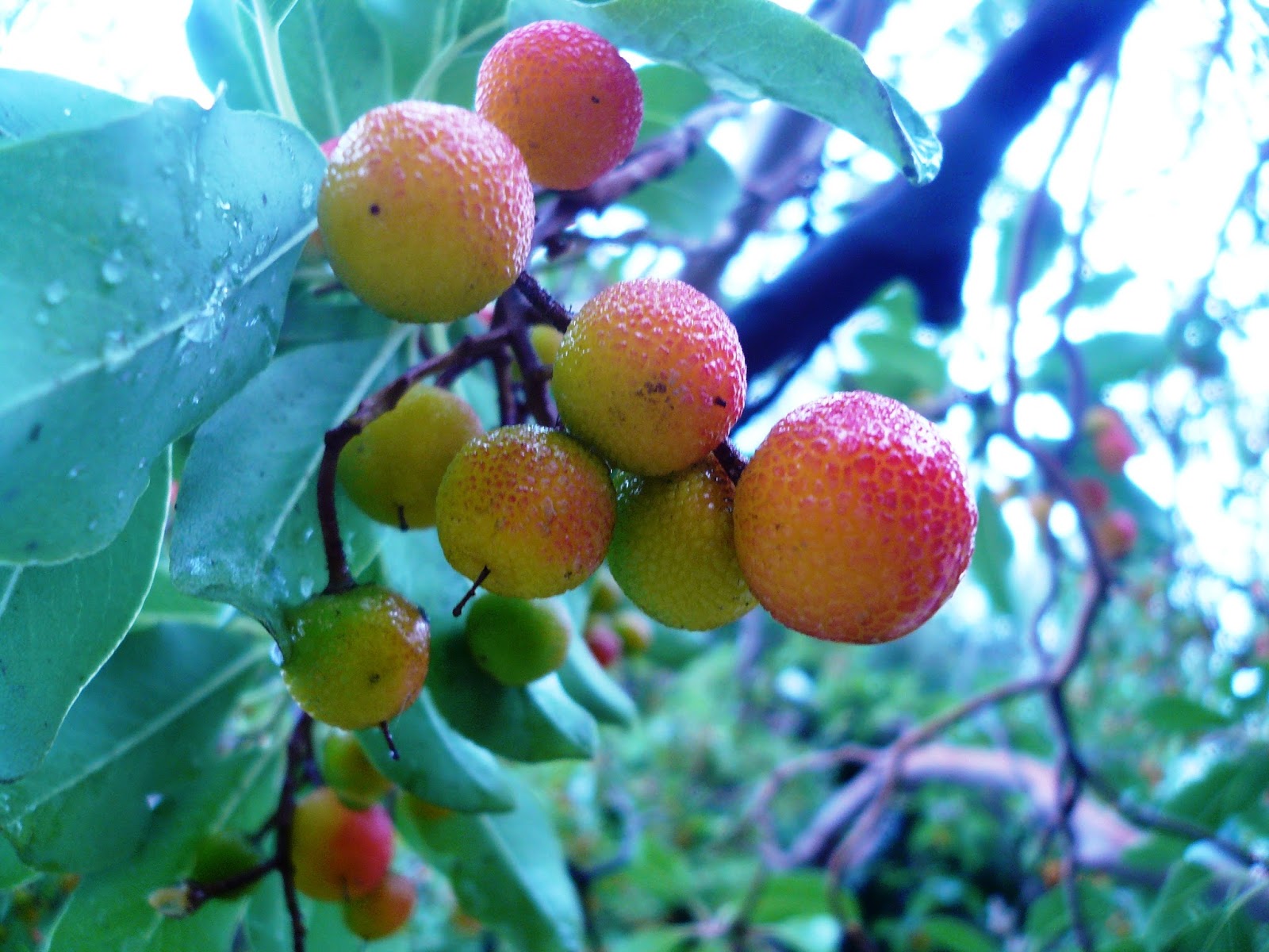 Countryman: Foraging California's Wild Side: Madrone Berry Pancakes, a ...