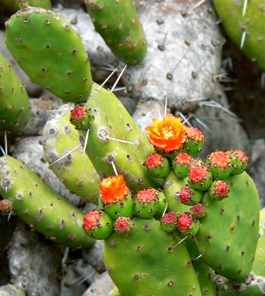 Kuncup (Gemma) ~ MUNAWI INSIDE