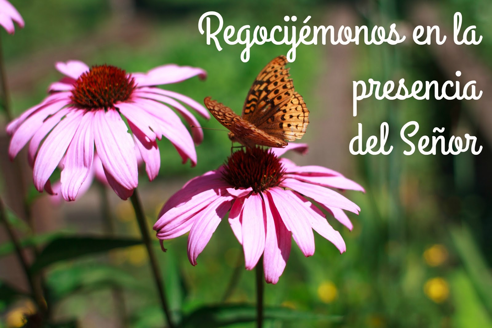 Floreciendo en Cristo: El Gozo Siempre Está Cerca