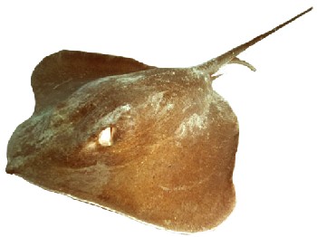 Raia Prego (Dasyatis centroura)