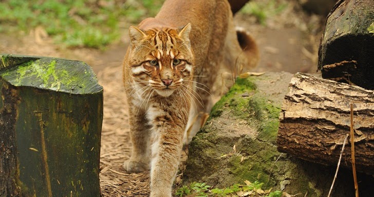 Kucing Emas, Spesies Kucing Indah yang Sangat Langka | Naviri Magazine