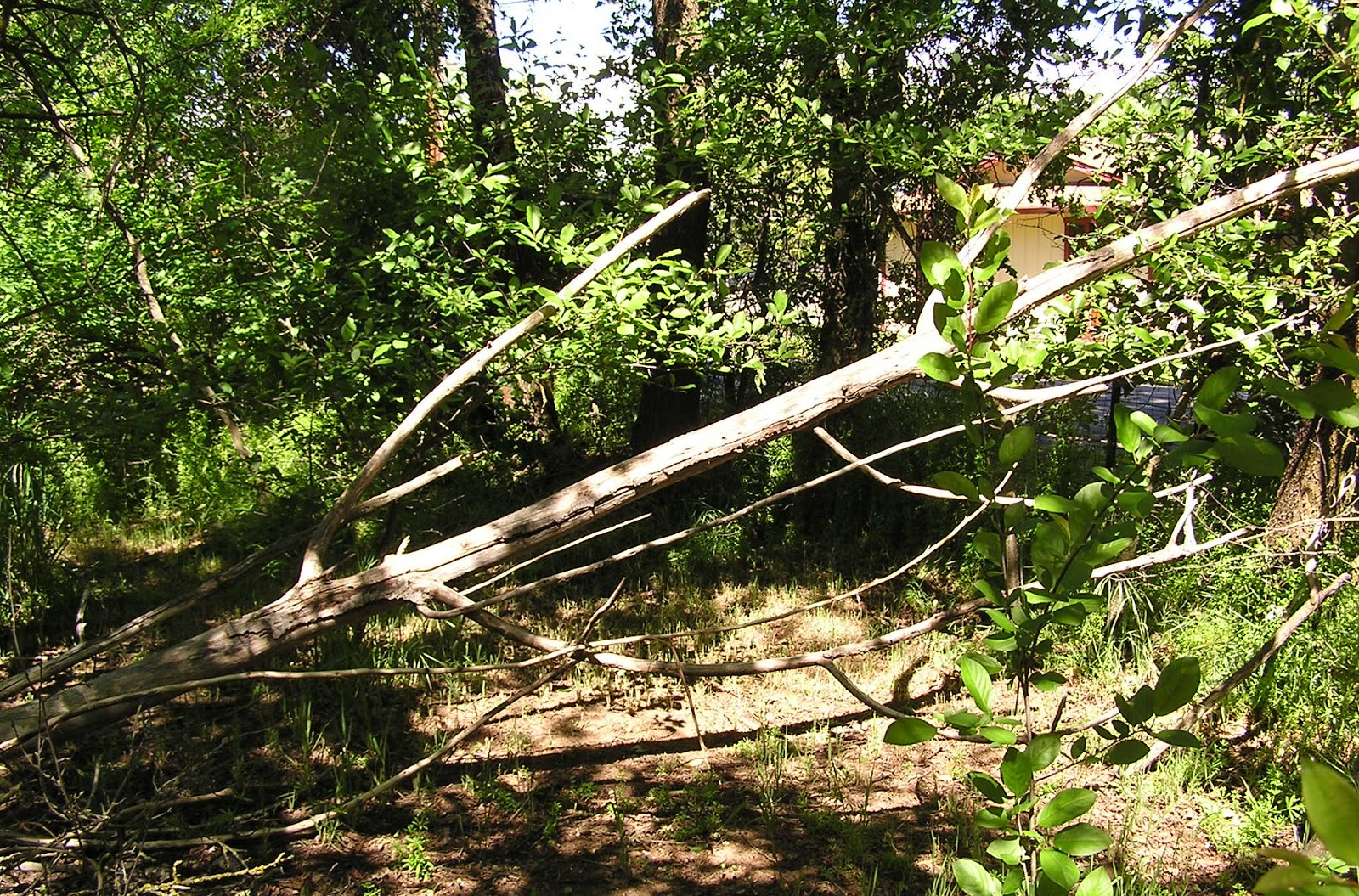 Perspective: Broken tree