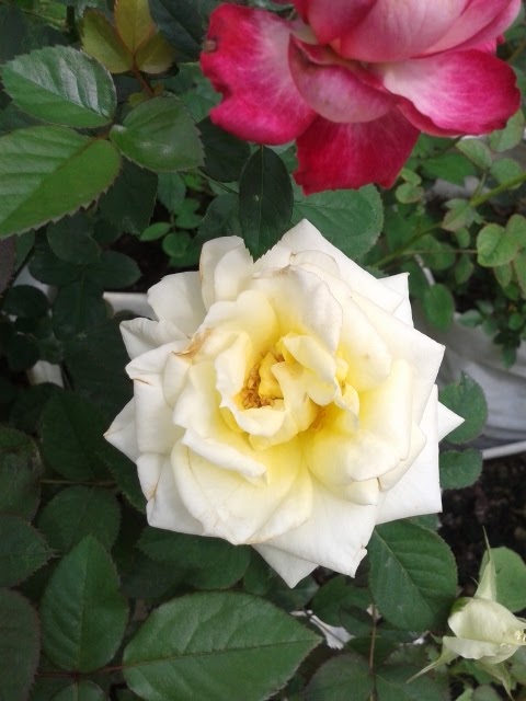 ENJOY'S OUR LIFE: BUNGA BUNGA DI KUNDASANG SABAH