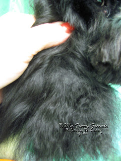 Pet Grooming: The Good, The Bad, & The Furry: What Would You Do? Matted ...