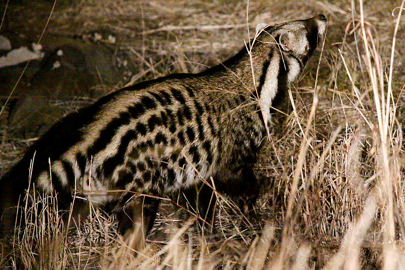 African Civet | The Life of Animals