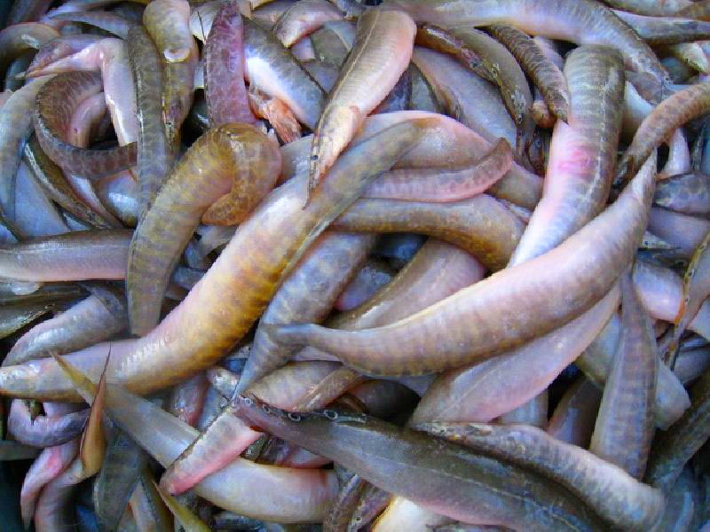 เลี้ยงปลาหลดเงินล้าน ~ บ้านอะลาง Alang City เกษตร,การเกษตร