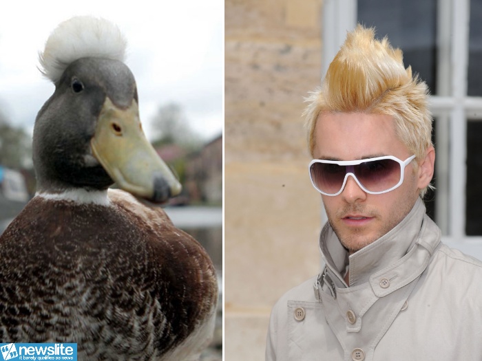 Curiosidades do Brasil e do Mundo: "Gansada" da fama: patos que parecem ...