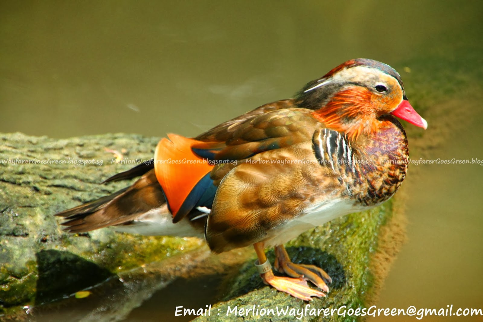 Jurong Bird Park - Southeast Asian Birds Aviary ~ Merlion Wayfarer Goes ...