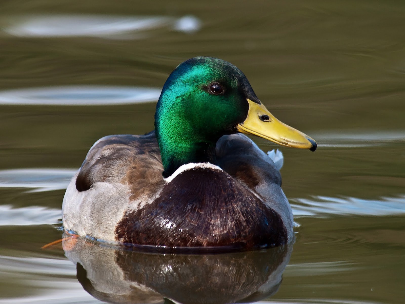 Fotografia de NA: Anade azulon