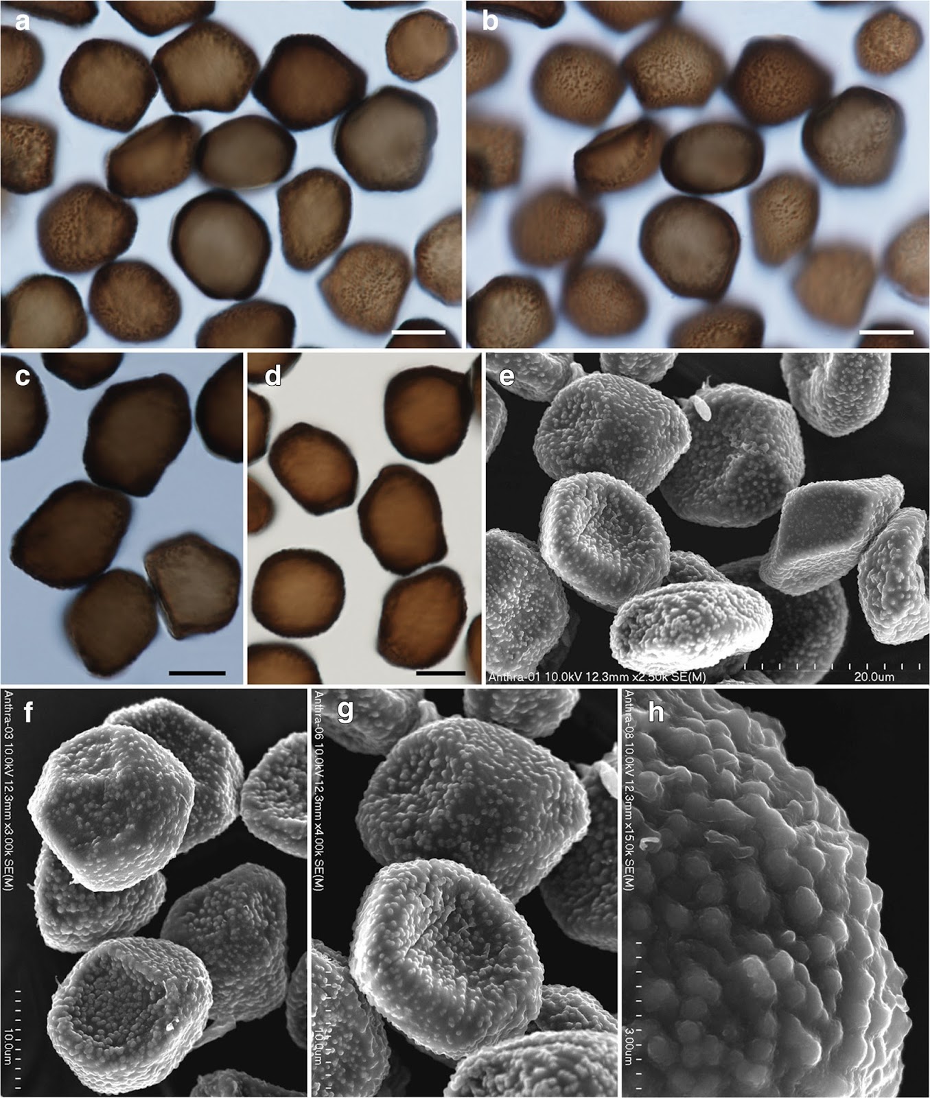 Sciency Thoughts: Anthracoidea pamiroalaica: A new species of Smut ...