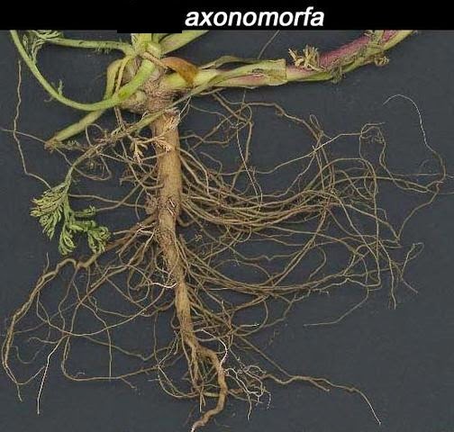 plan de trabajo 4b: febrero 2014