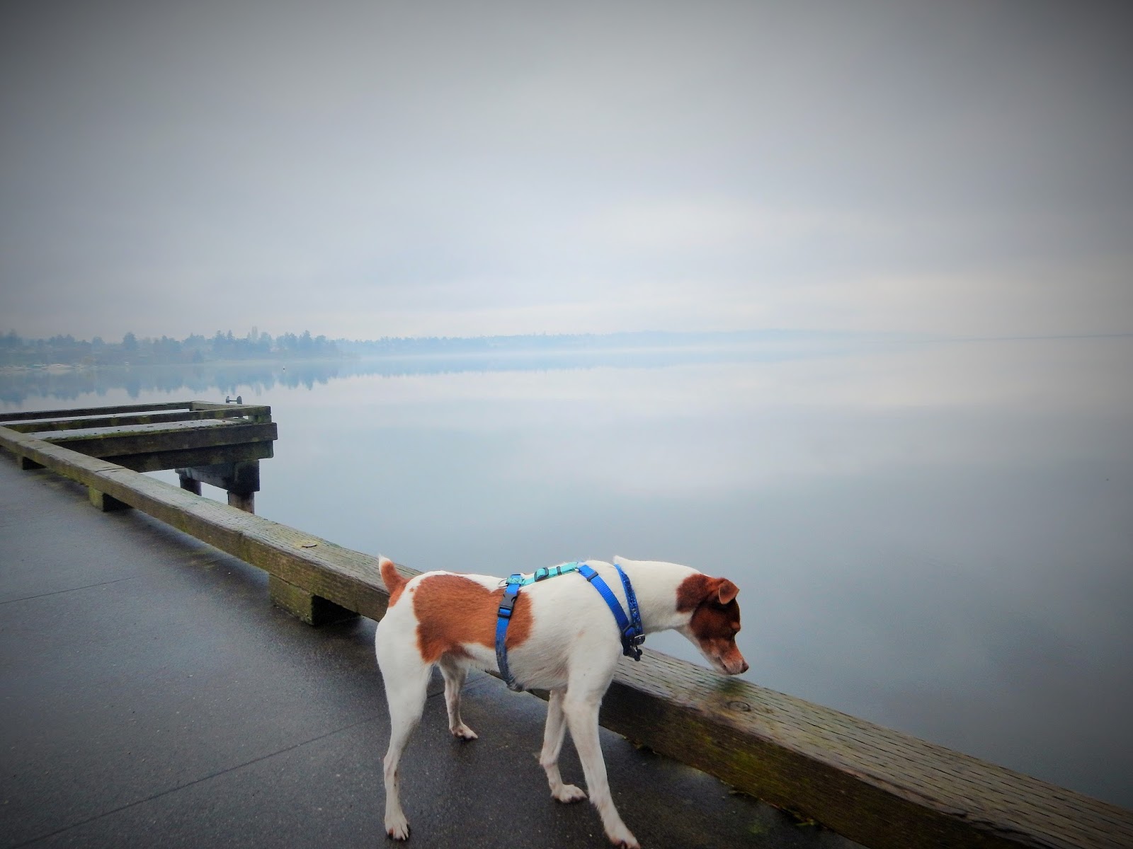 Out & About: Fog dog