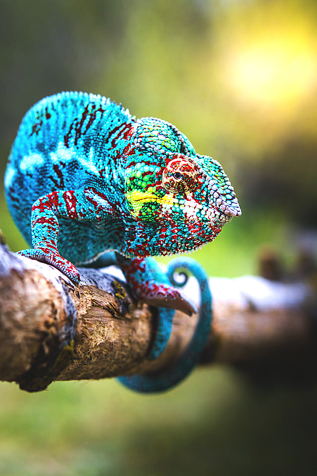 daily timewaster: Acid trip lizard