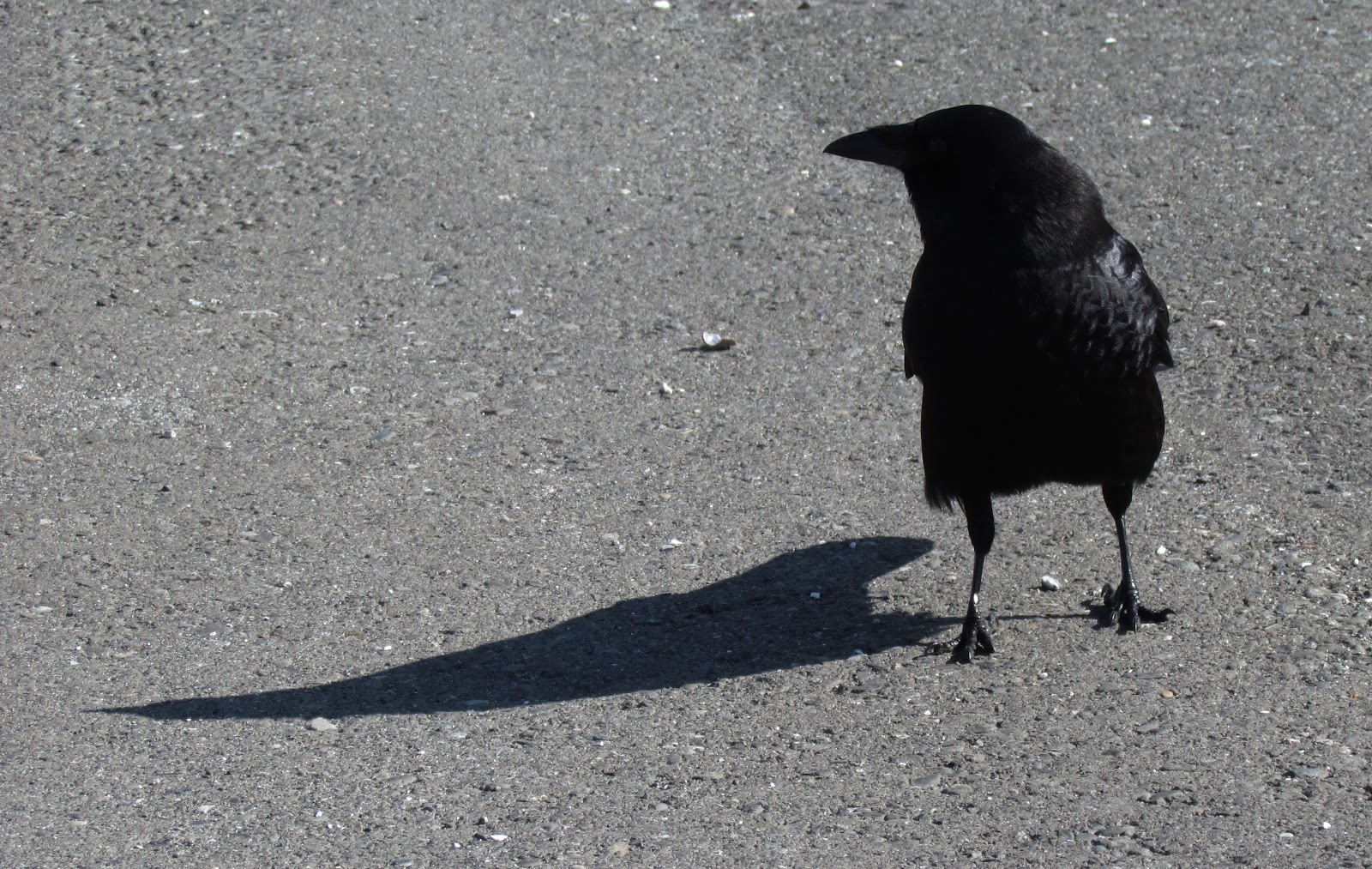 Scene Through My Eyes: Shadows