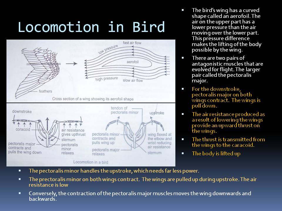 Biology: Support and Locomotion