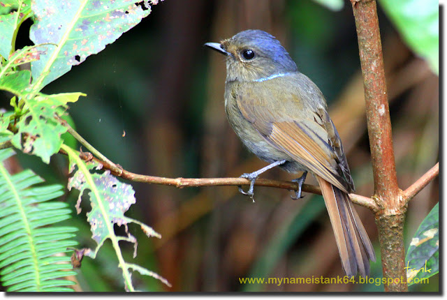 Birds of Malaysia @ mynameistank64: Ulu Kali Part II - still so much ...