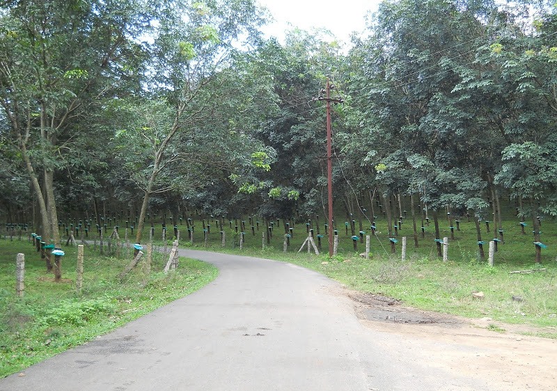 Tamilnadu Tourism: Kalikesam Forest & Waterfalls, Kanyakumari