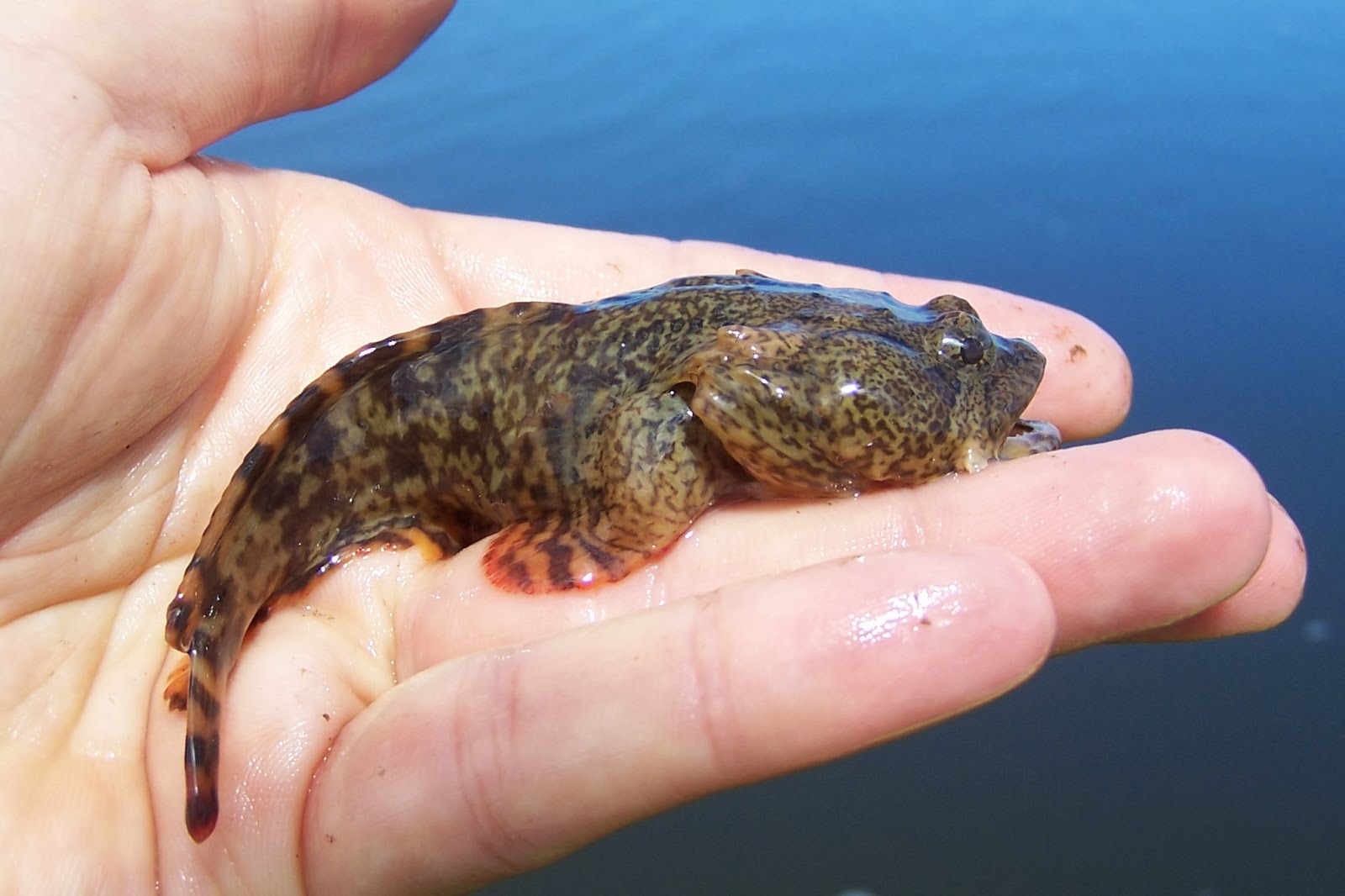 Nature on the Edge of New York City: A Frightful Looking Fish in NY Harbor