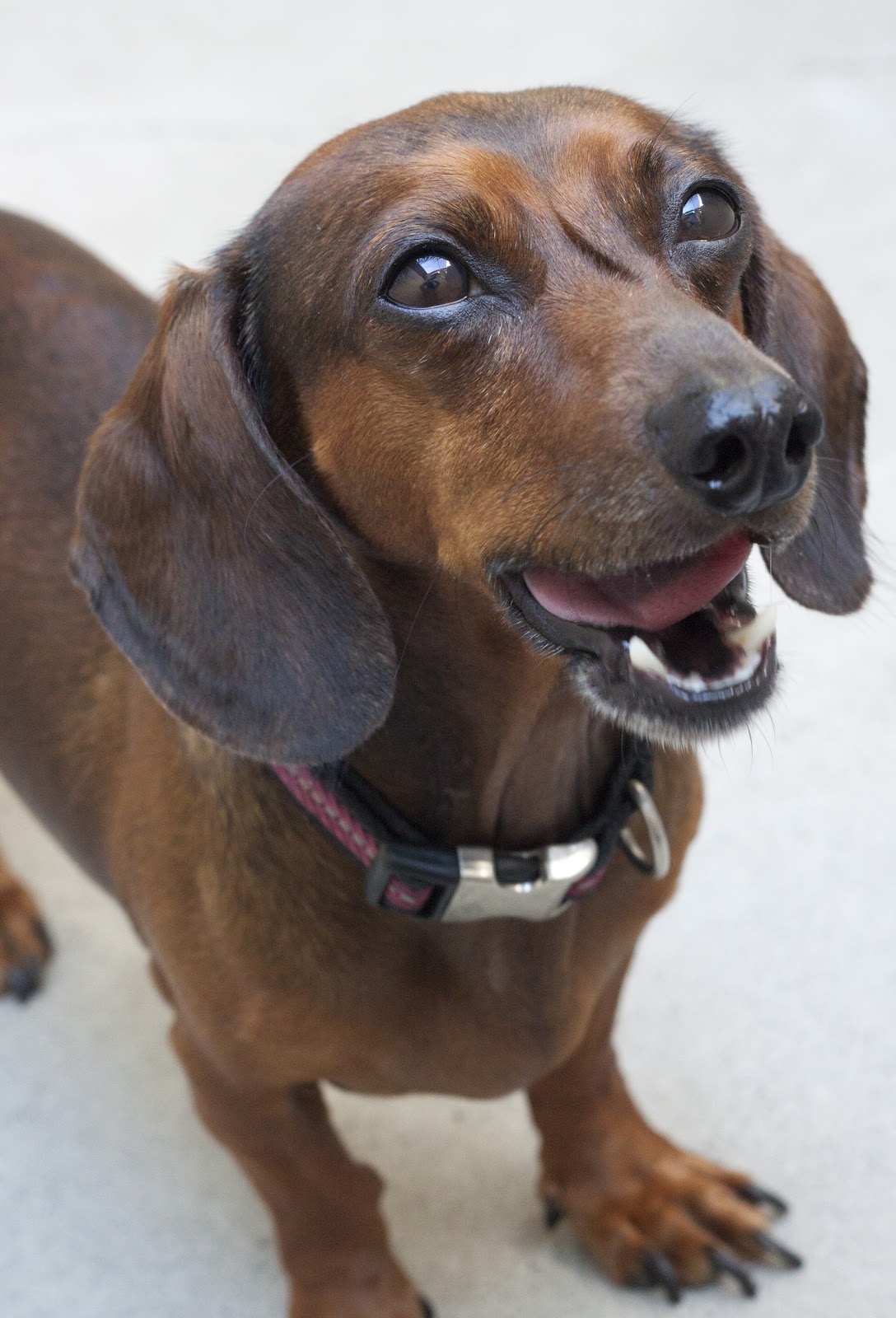 Shelter Dogs of Portland: "BO" my life as a Dachshund
