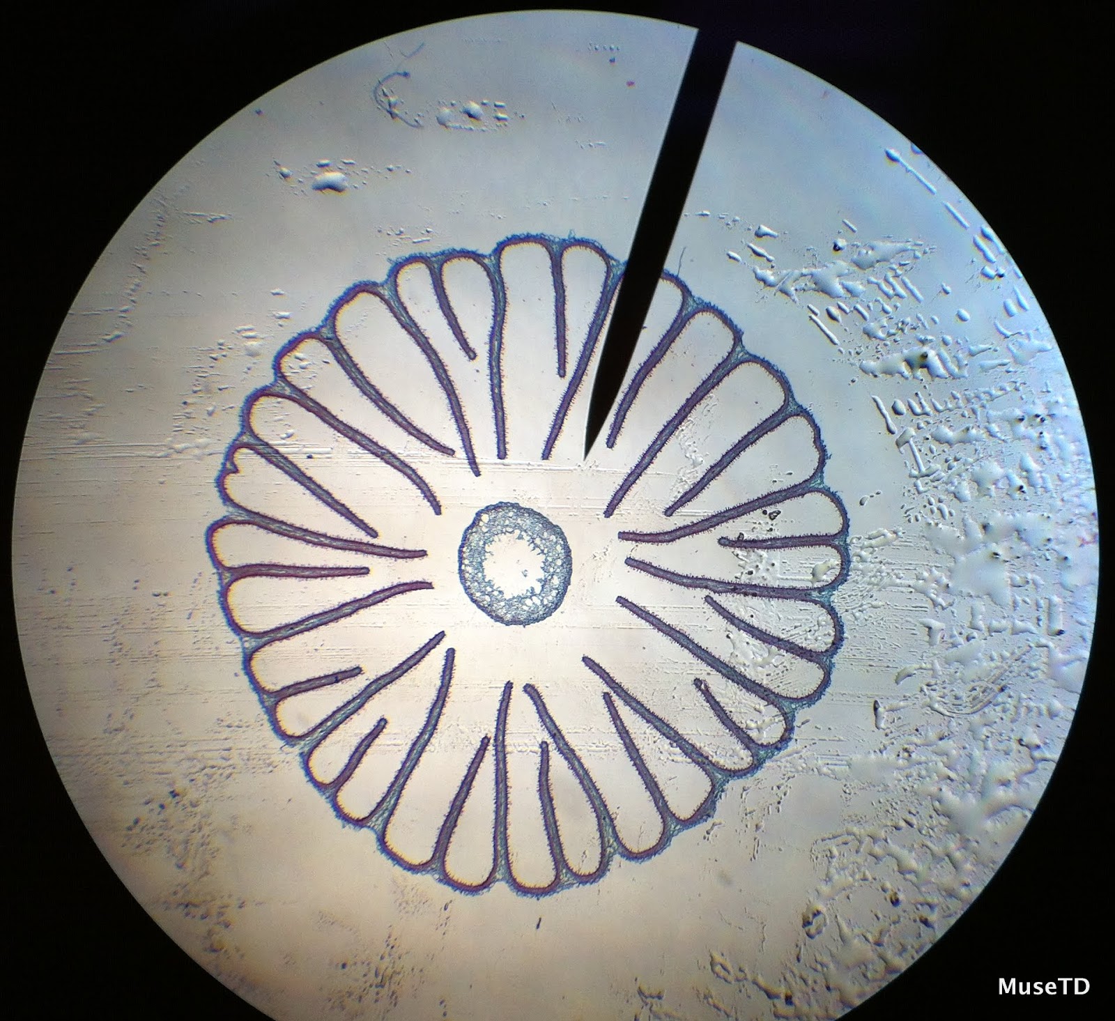 MICROBIOLOGY SLIDE SPECIMENS