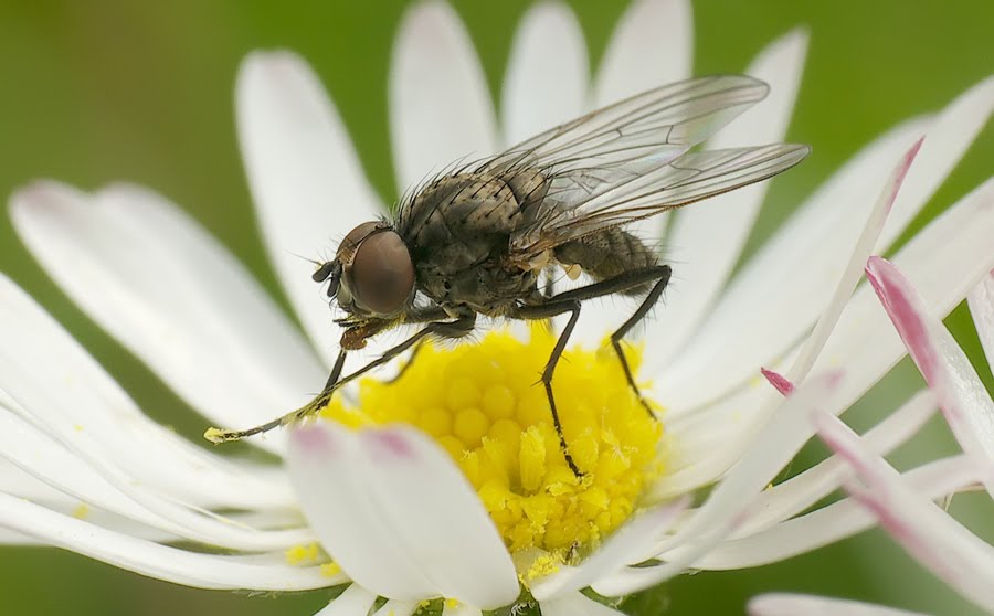 EBartworks: MAS FOTOS DE INSECTOS DE LA PRIMAVERA PASADA