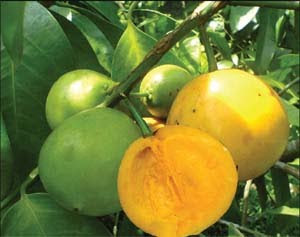 Fruit Warehouse: Mundu ( Garcinia dulcis )