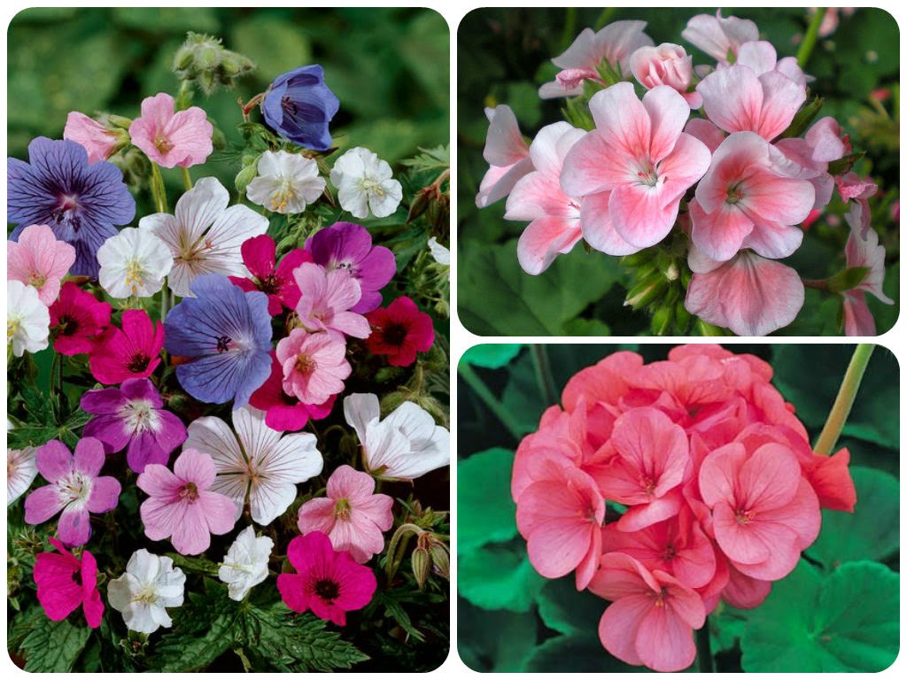 Ý Nghĩa Hoa Phong Lữ (Geranium) ~ Shop Hoa Đất