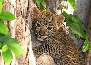 Animals: Cute Baby Leopards