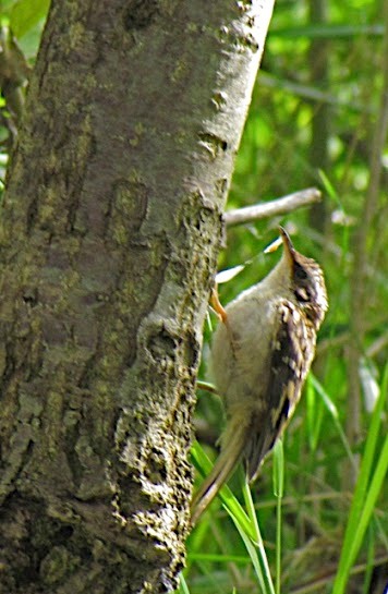 Shoreline Area News: For the Birds: Brown Creeper - The Heads-up Bird