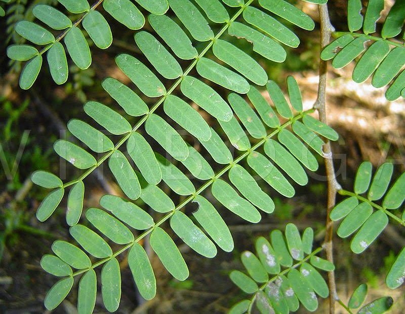 Daun Majemuk (Folium Compositum) ~ MUNAWI INSIDE