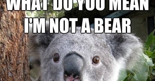 Koala Meme What Do You Mean Im Not A Bear
