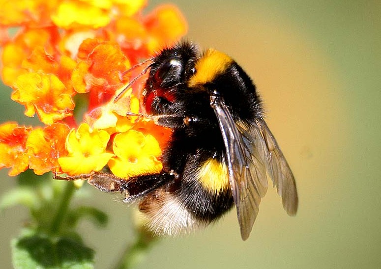 Bumble bee | The Life of Animals