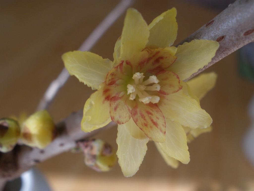 MARIETTE'S BACK TO BASICS: {Our Wintersweet - Chimonanthus praecox}