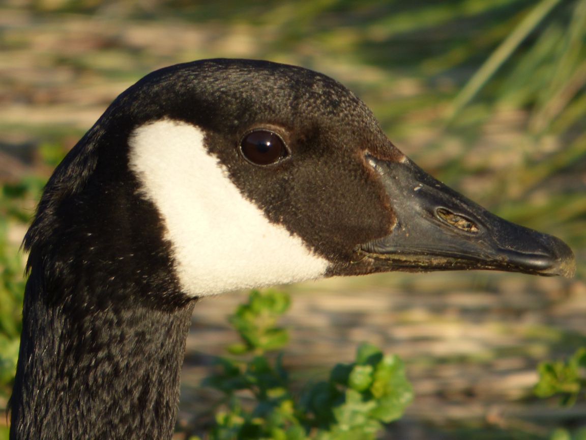 Geotripper's California Birds: I'm King of the World...er, Pond! Canada ...