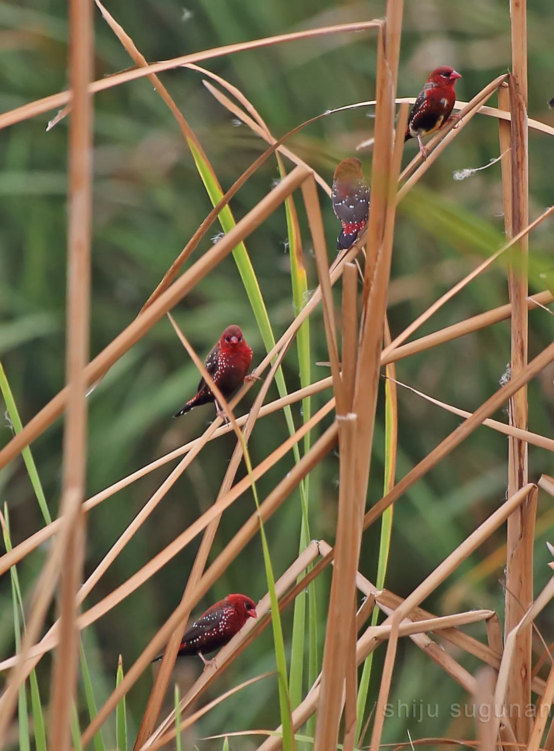 Cranium Bolts: Munia mania at Hoskote