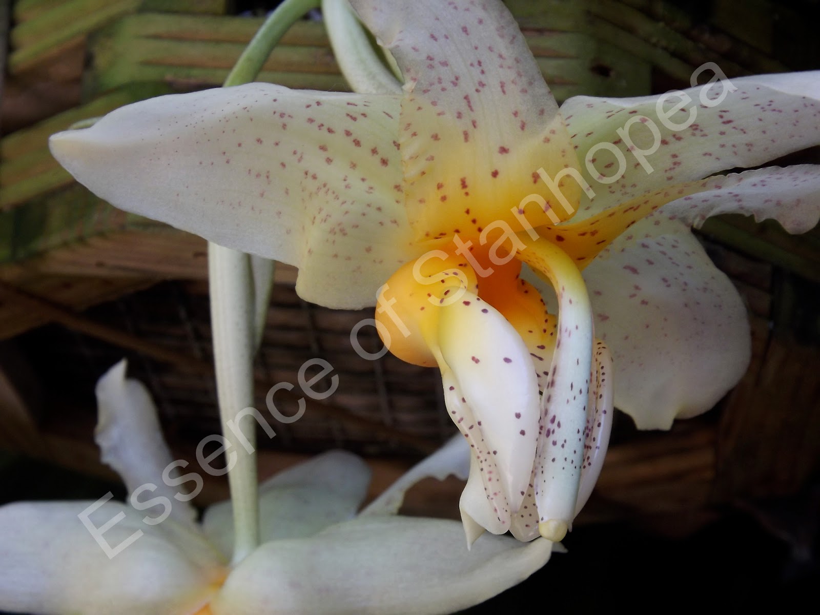 Essence of Stanhopea: Stanhopea saccata "Libra" CBM/AOS