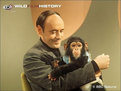 Ateuligente: Homem, um macaco sem cauda