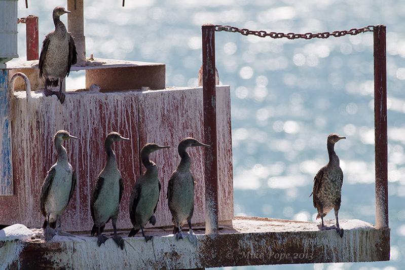 Kuwait Birding: Qaruh Island